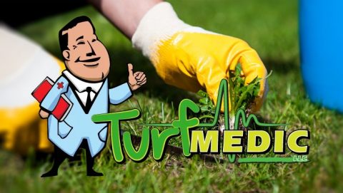 Effective Bermuda Grass Control and Weed Control Services for a Perfect ...