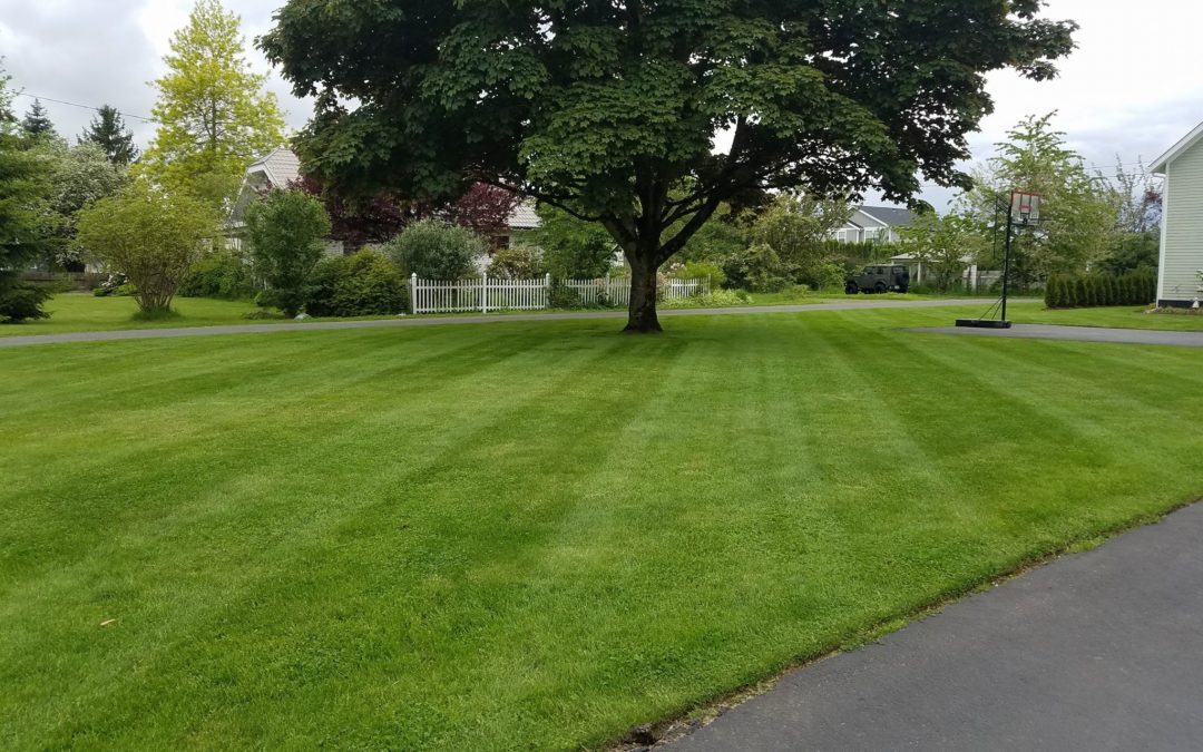 Lawn Insects And Diseases - Lawn Care Maugansville, Maryland