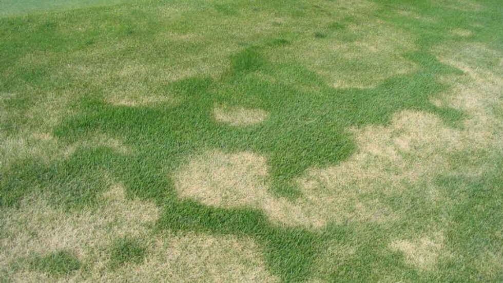 Lawn Insects And Diseases - Lawn Care Maugansville, Maryland