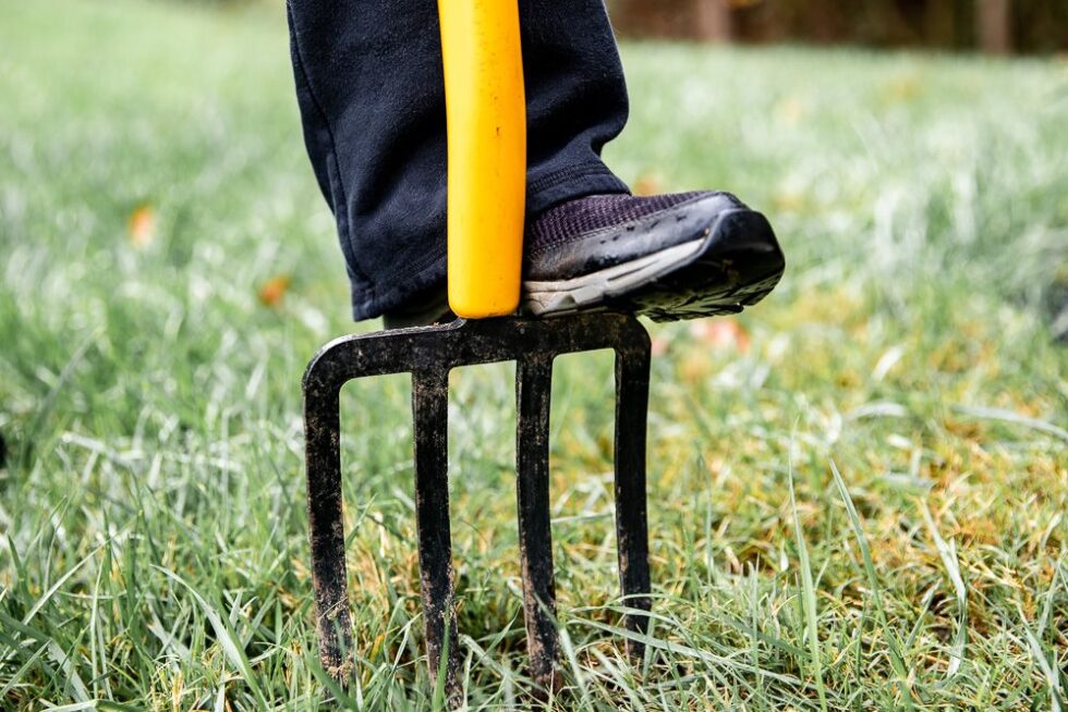 Lawn Insects And Diseases - Lawn Care Maugansville, Maryland