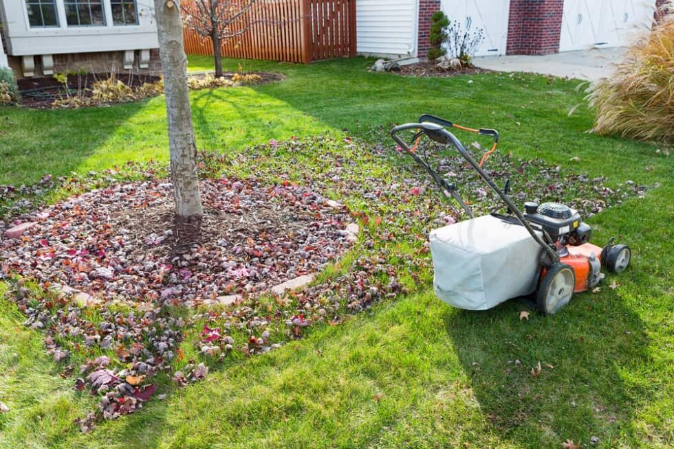 Overseeder Guide: Using an Overseeding Machine for Lawn Care