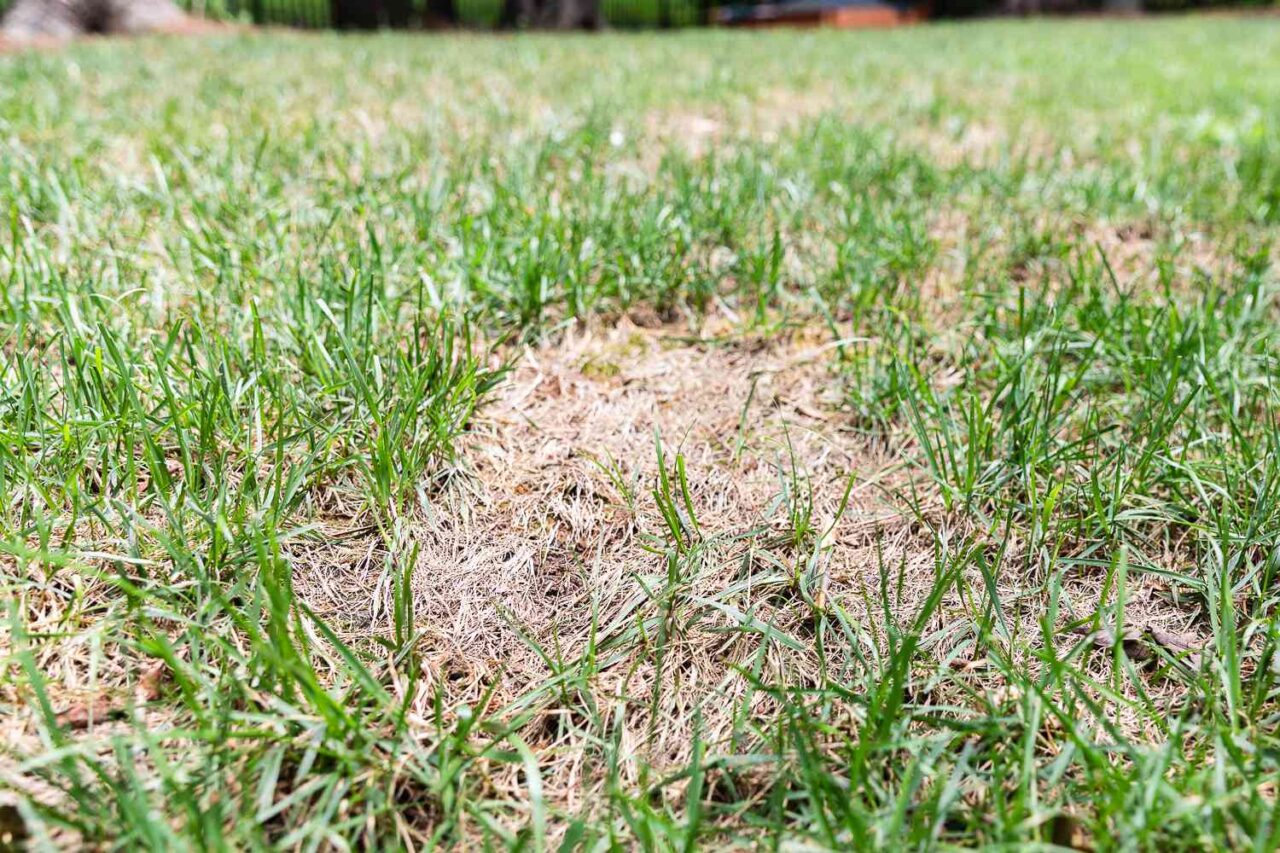 How to Fertilize Your Lawn Like a Pro
