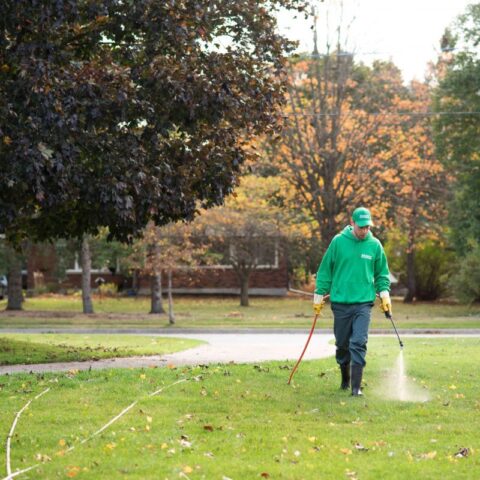 What is the Best Treatment for a Lawn? Discover the Best Treatments You ...