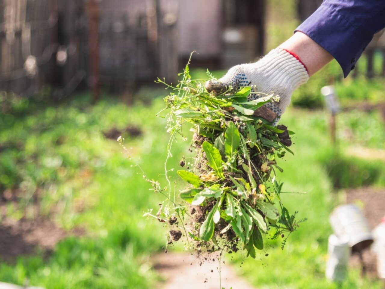 Best Time for Weed Control: When to Apply Lawn Weed Control & Apply ...