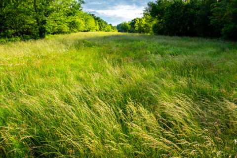 Virginia Grass Growth Cycle: Best Time to Plant Grass Seed for a ...
