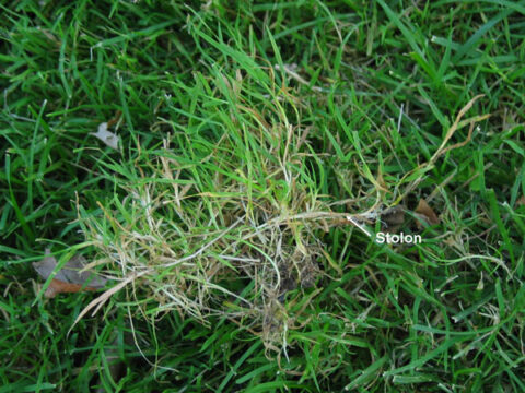 The Best Grass Seed for PA: Understanding Pennsylvania Grass Growth ...