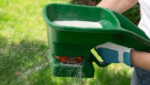 Should I Put Fertilizer on Wet or Dry Grass? Expert Guide 2025