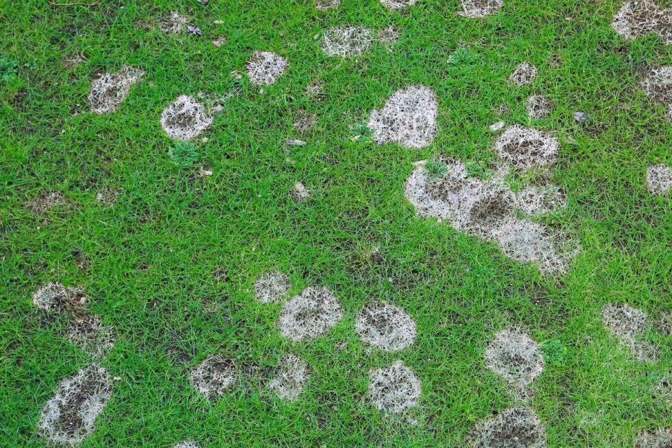 Lawn Pest Control in Greencastle: Protect Your Yard from Damaging Insects